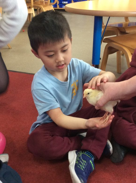 Hatching Chicks – Branwood Preparatory School