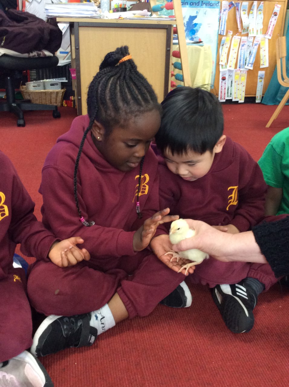 Hatching Chicks – Branwood Preparatory School